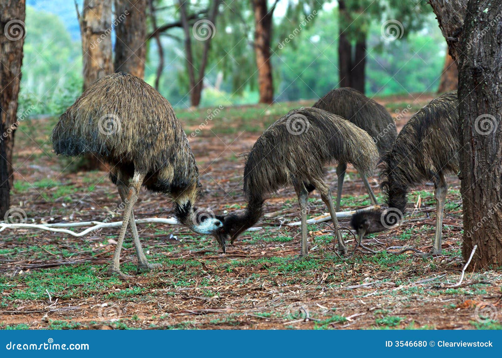Emus bumping heads stock photo. Image of feathers, heads - 3546680