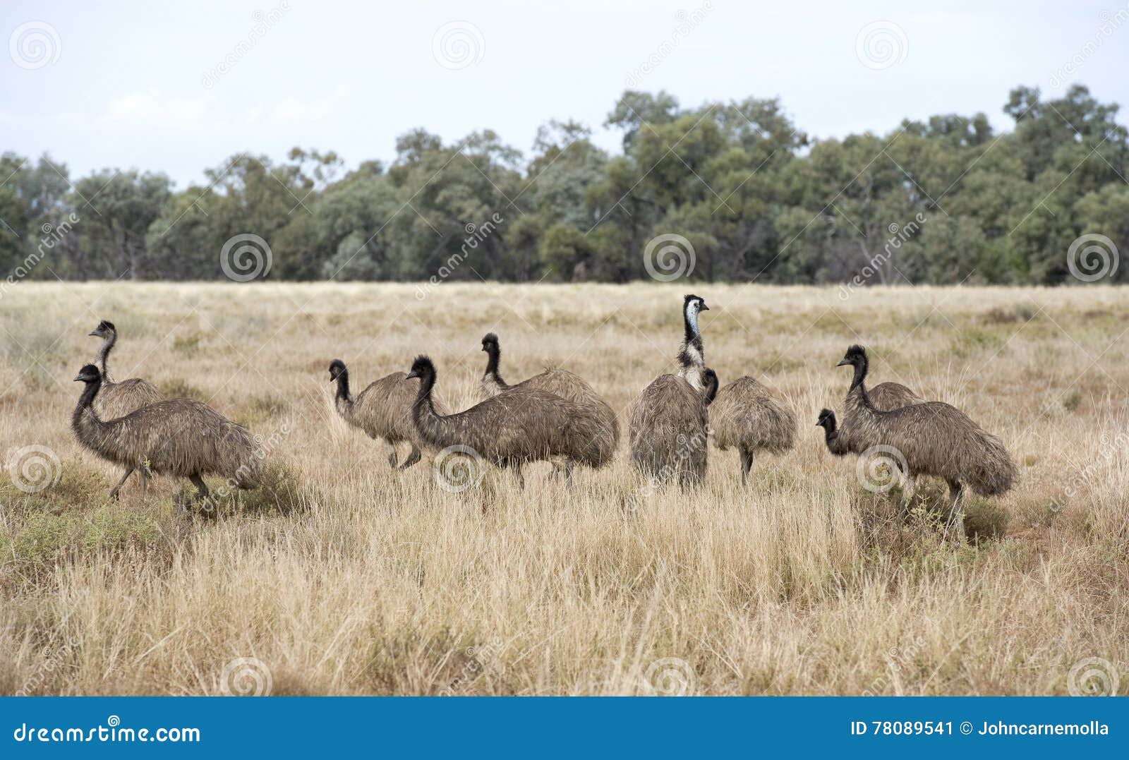 Emus stock image. Image of birds, queensland, australia - 78089541