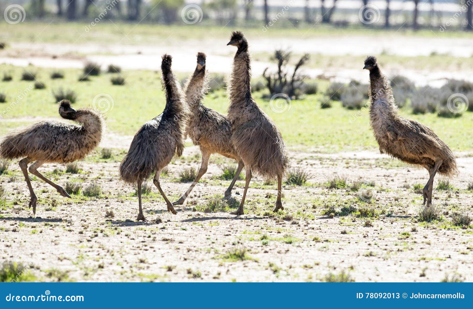 Emus stock image. Image of birds, outback, nature, running - 78092013