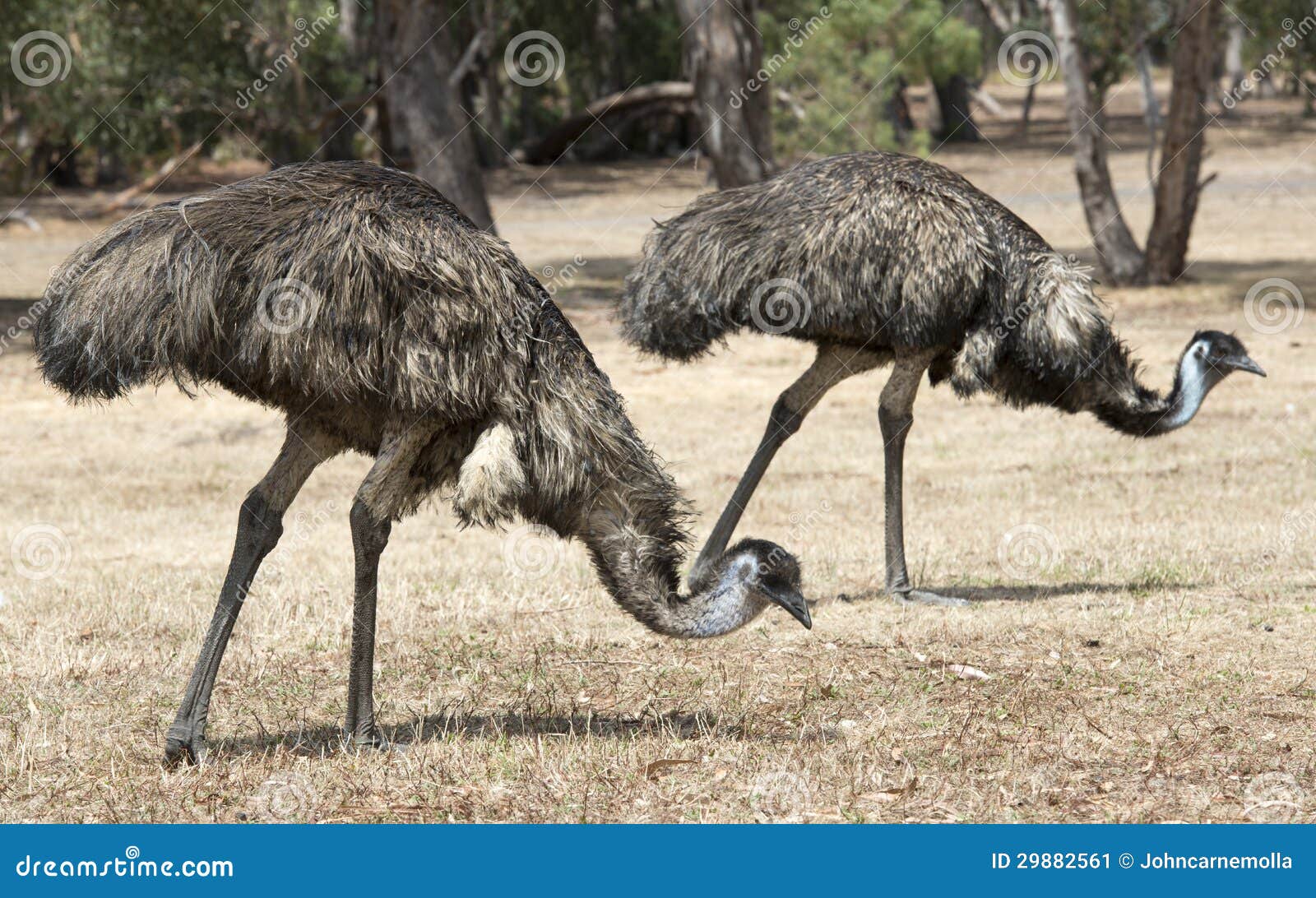 Emus stock image. Image of nature, flightless, queensland - 29882561