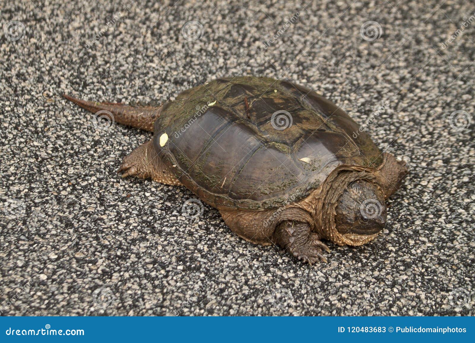 Emydidae, Turtle, Terrestrial Animal, Reptile Picture. Image: 120483683
