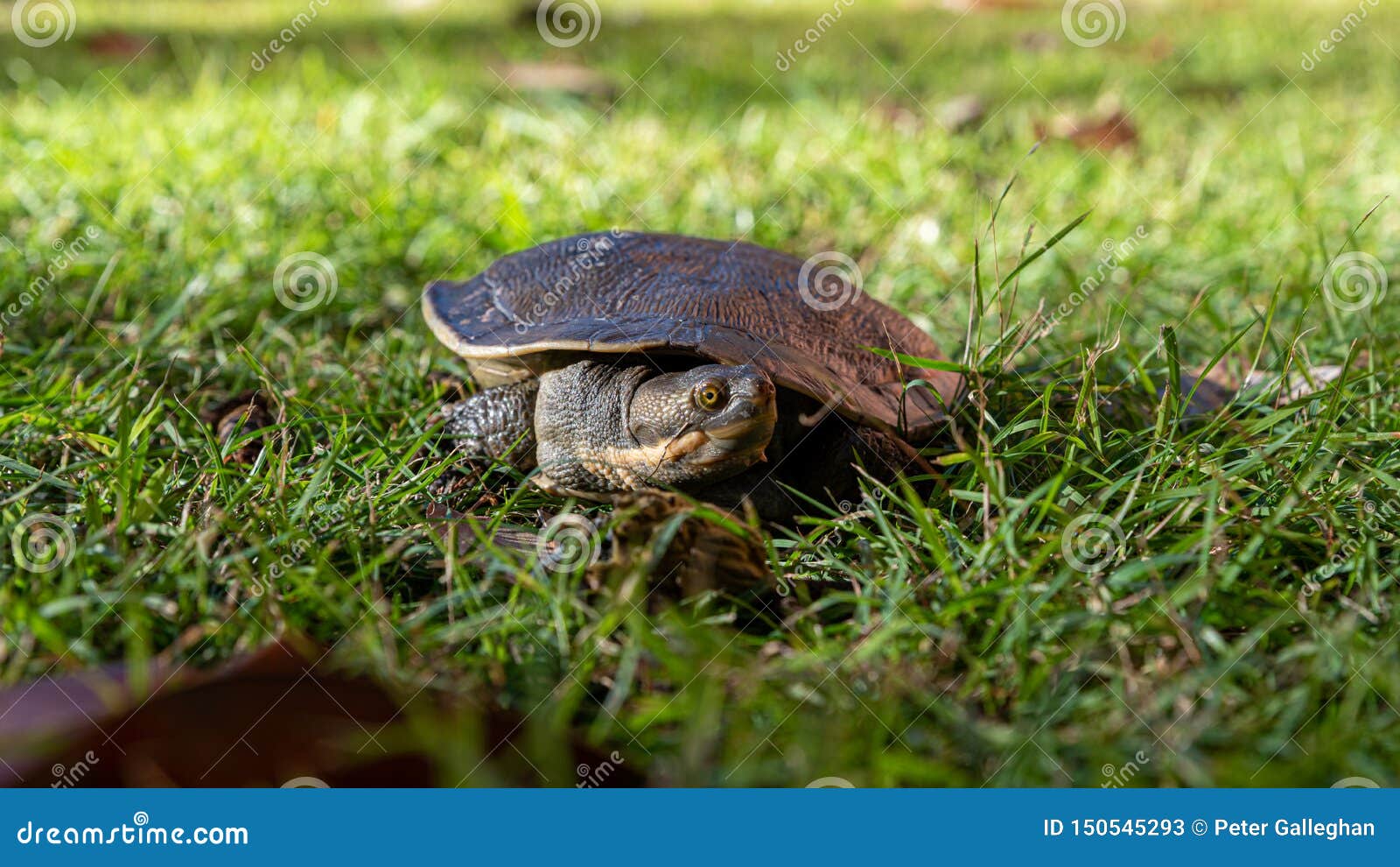 Emydura Macquarii Australian Murray River Turtle Looking for Water in ...