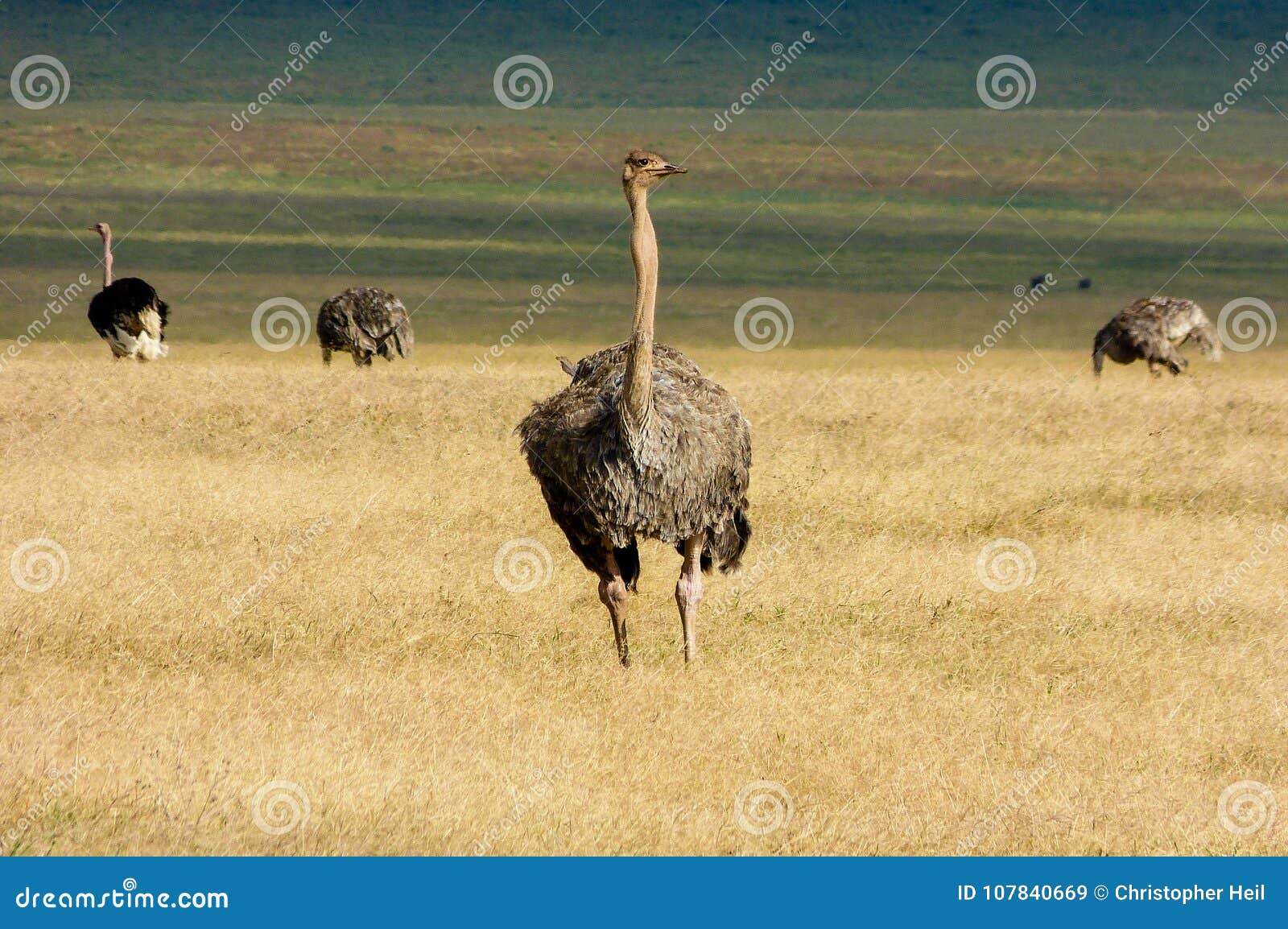 En Afrikansk Struts I Tanzania Fotografering för Bildbyråer - Bild av ...