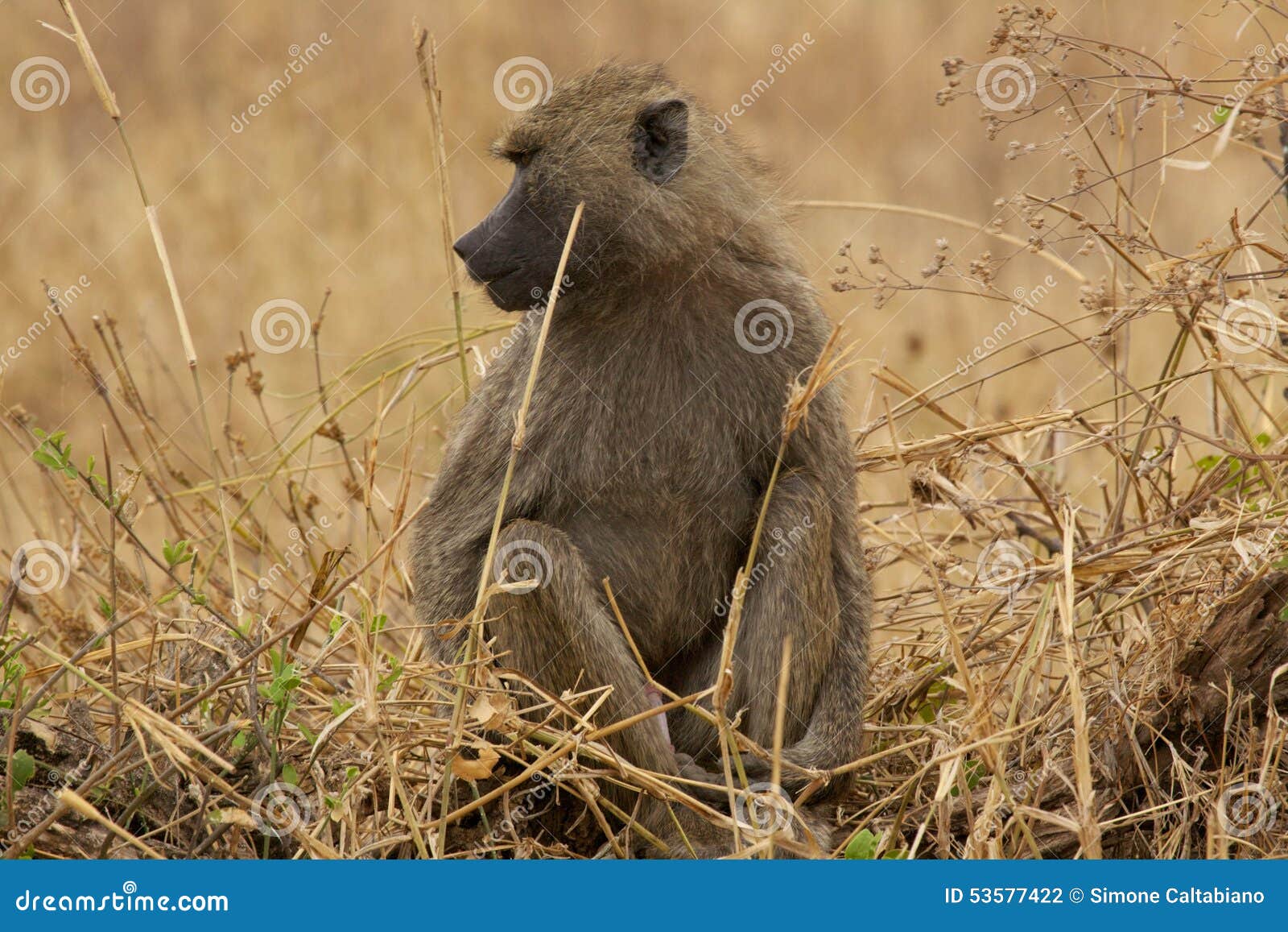 En babian arkivfoto. Bild av bifokal, natur, angus, afrikansk - 53577422