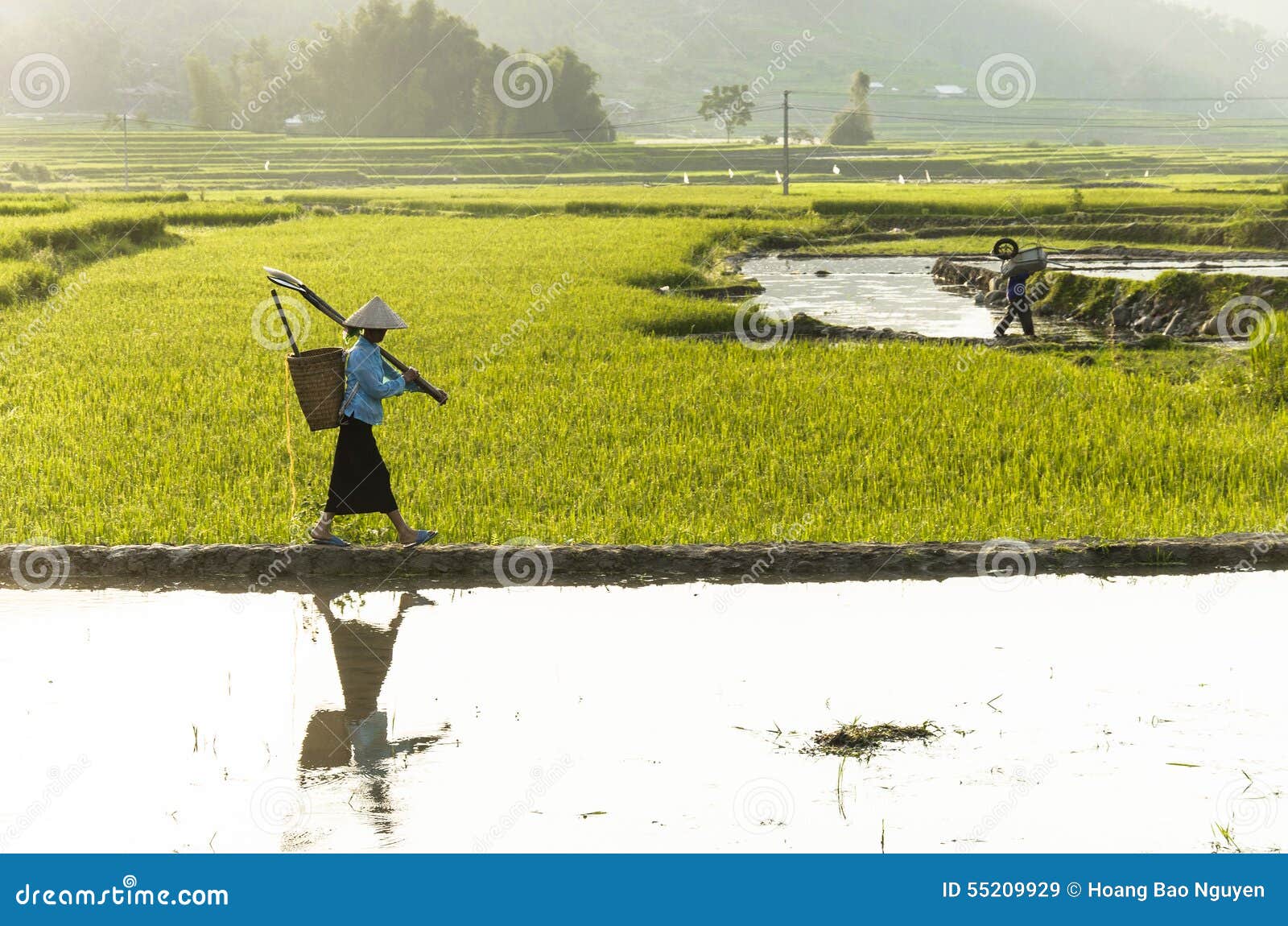 En Bonde På Risfält I Vietnam Redaktionell Fotografering för Bildbyråer ...