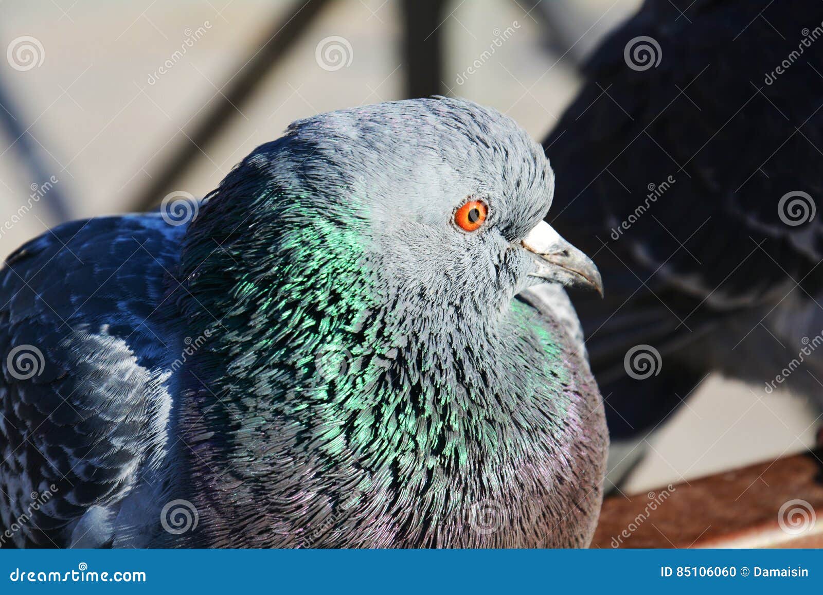 En Duva, Symbol Av Den Heliga Anden Arkivfoto - Bild av vinge, härlig ...