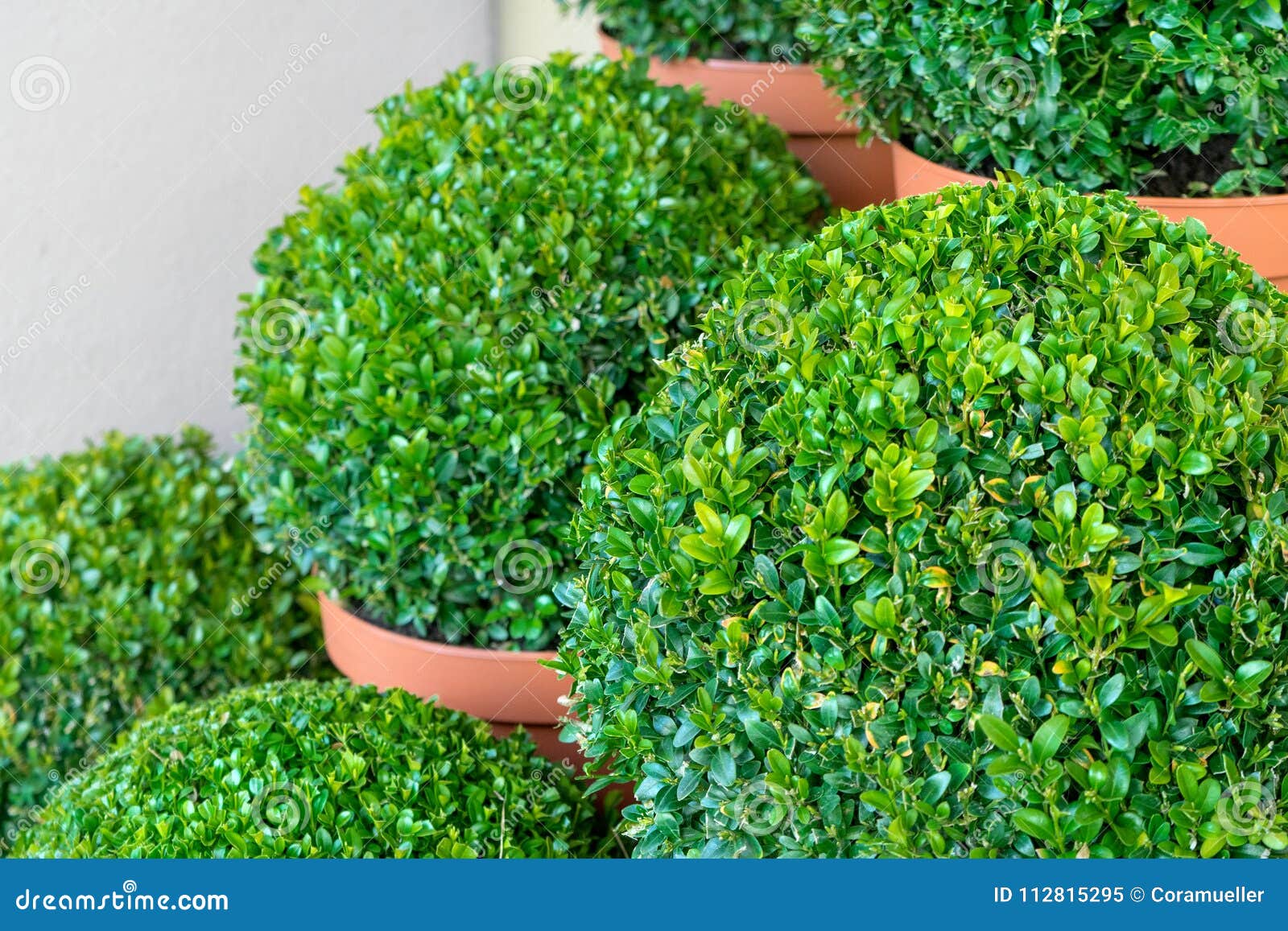 En El Boj Del Corte De La Forma Imagen de archivo - Imagen de piedra ...