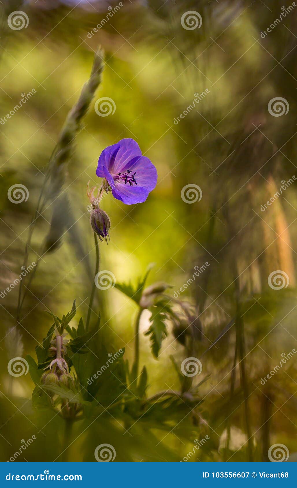 En el meollo de la madera imagen de archivo. Imagen de madera - 103556607