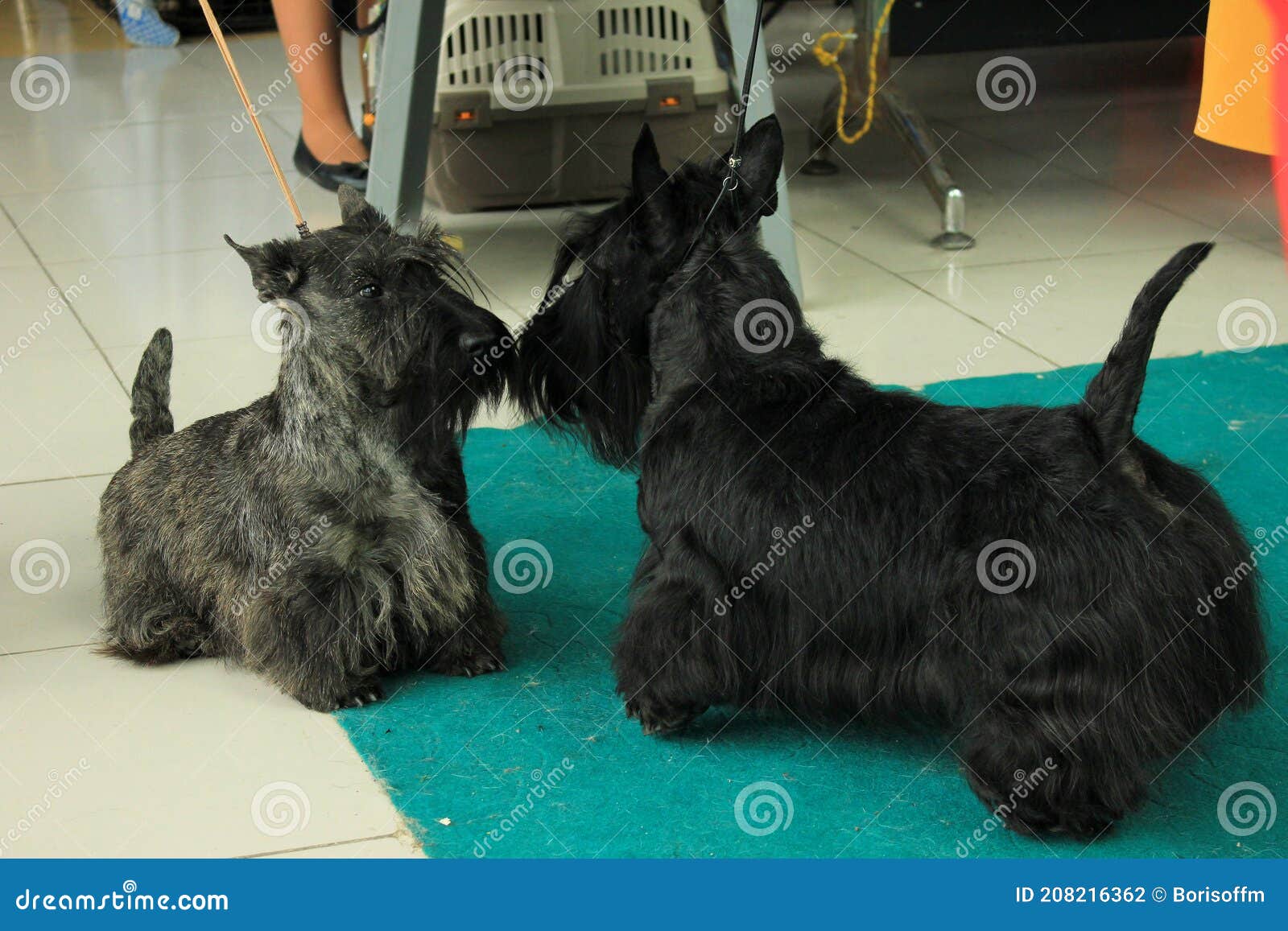 En el show del perro foto de archivo. Imagen de divertido - 208216362