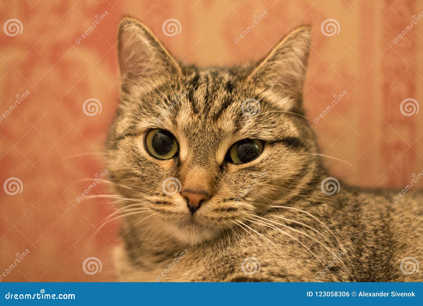 En face cat stock photo. Image of squint, sight, grey - 123058306