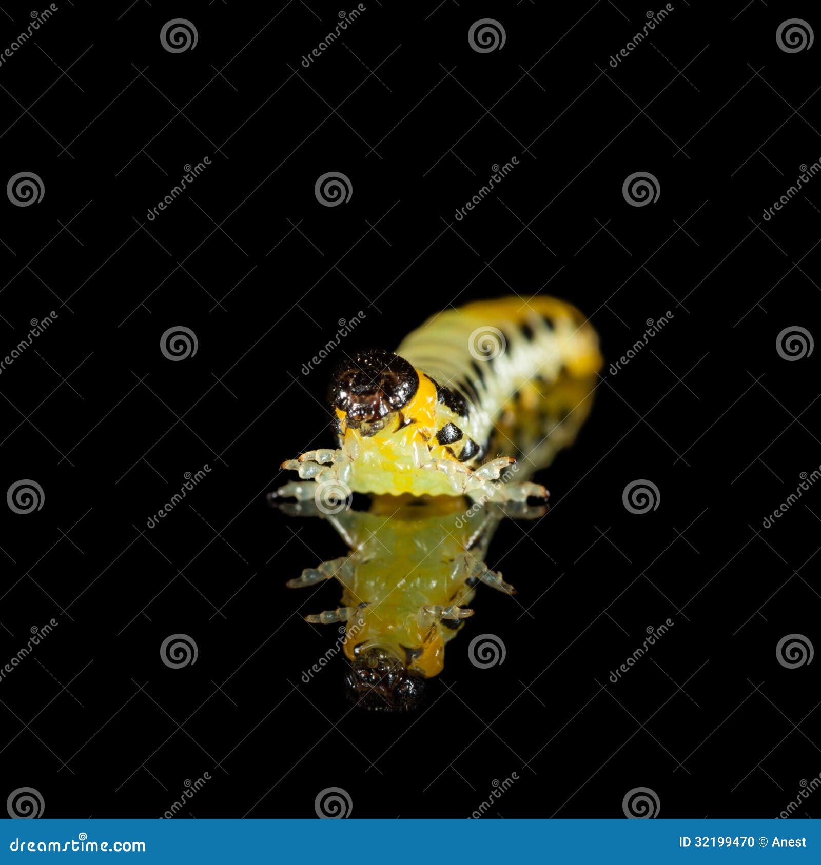 En Face of Caterpillar Isolated on Black Stock Photo - Image of ...