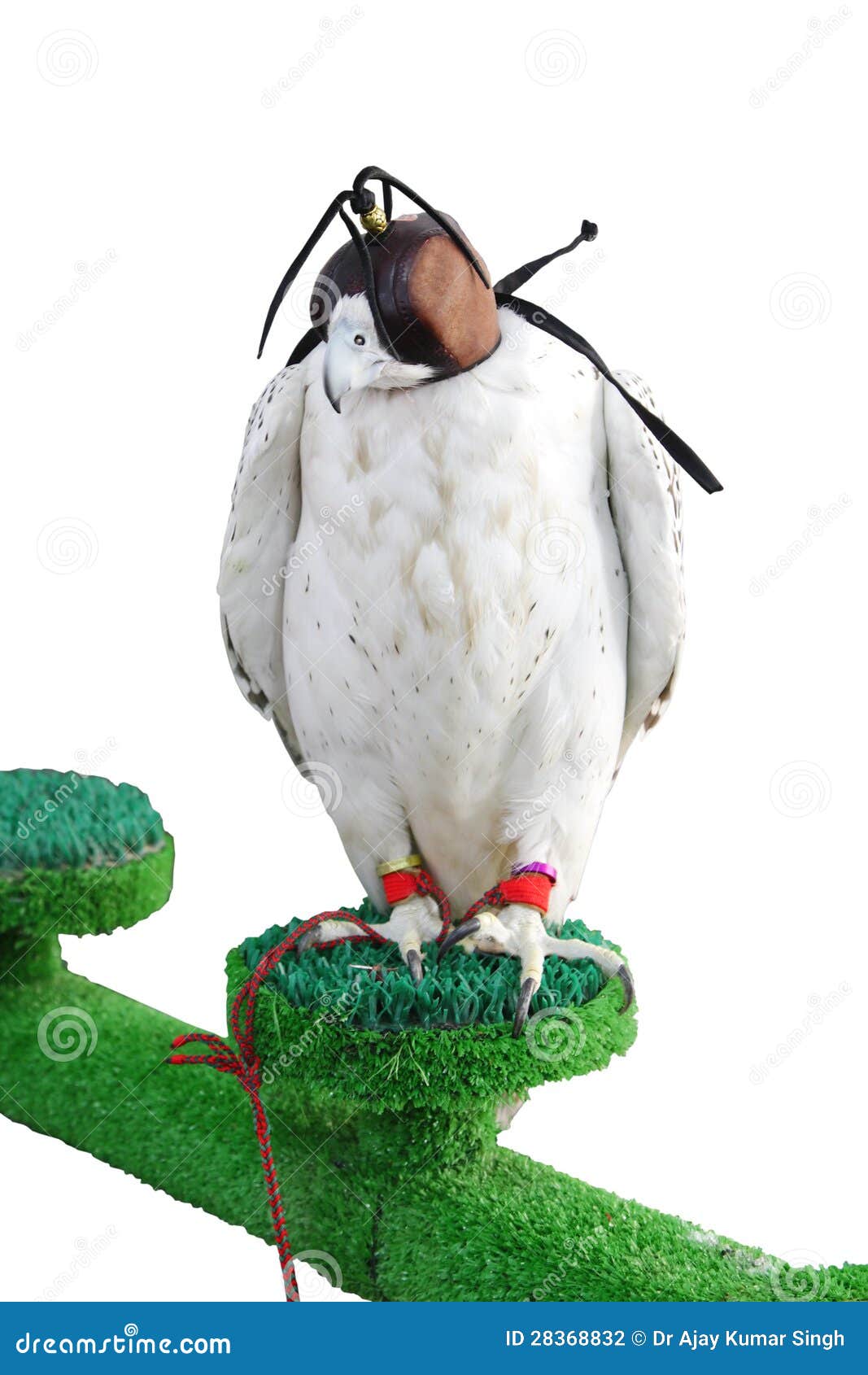 En falk med huven arkivfoto. Bild av härlig, snabbt, fjäder - 28368832