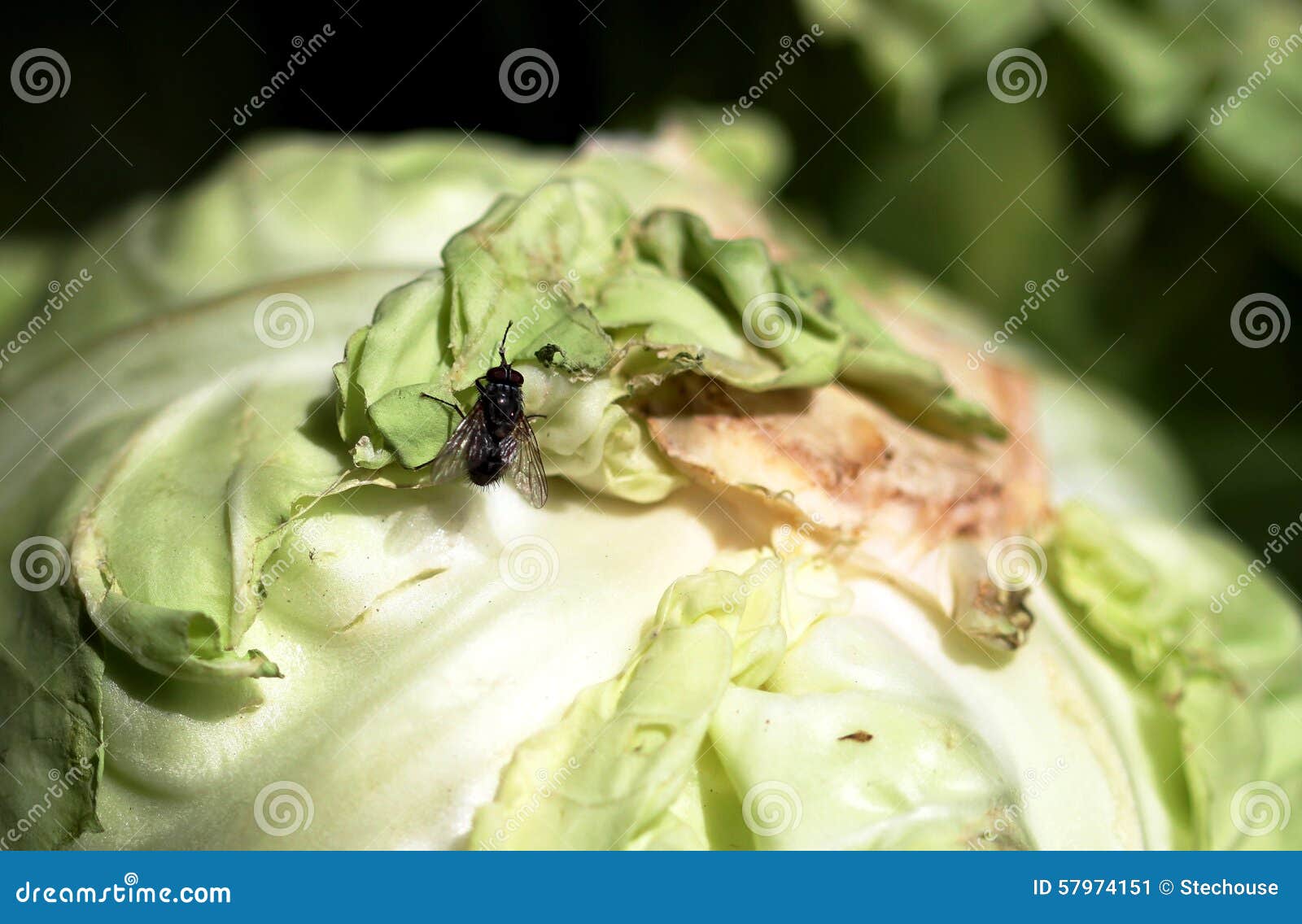 En fluga sitter på en kål fotografering för bildbyråer. Bild av purpurt ...