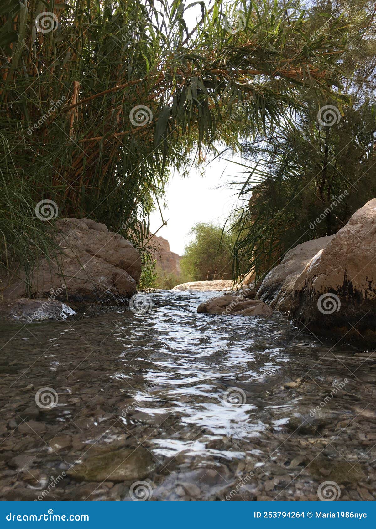 En Gedi Nature Reserve in Israel. Stock Photo - Image of gedi, israel ... En Gedi Nature Reserve in Israel. Stock Photo - Image of gedi, israel ...