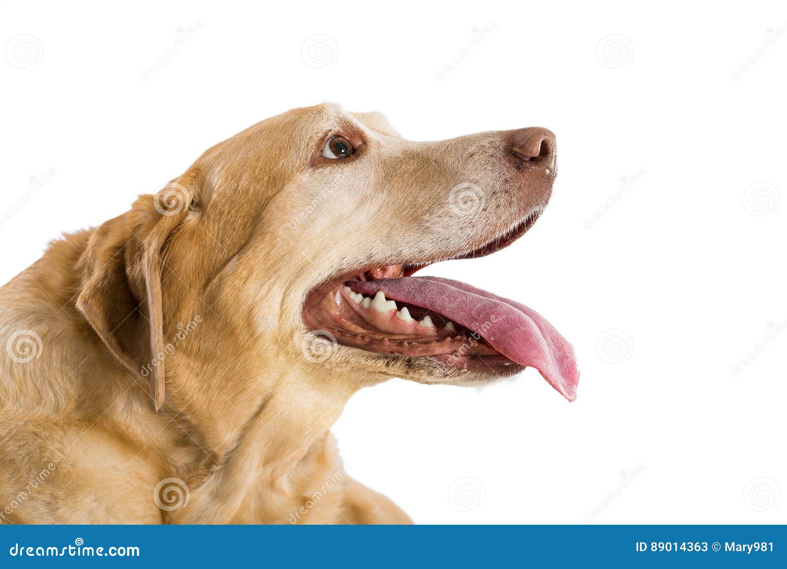 En gul labrador fotografering för bildbyråer. Bild av lyckligt - 89014363