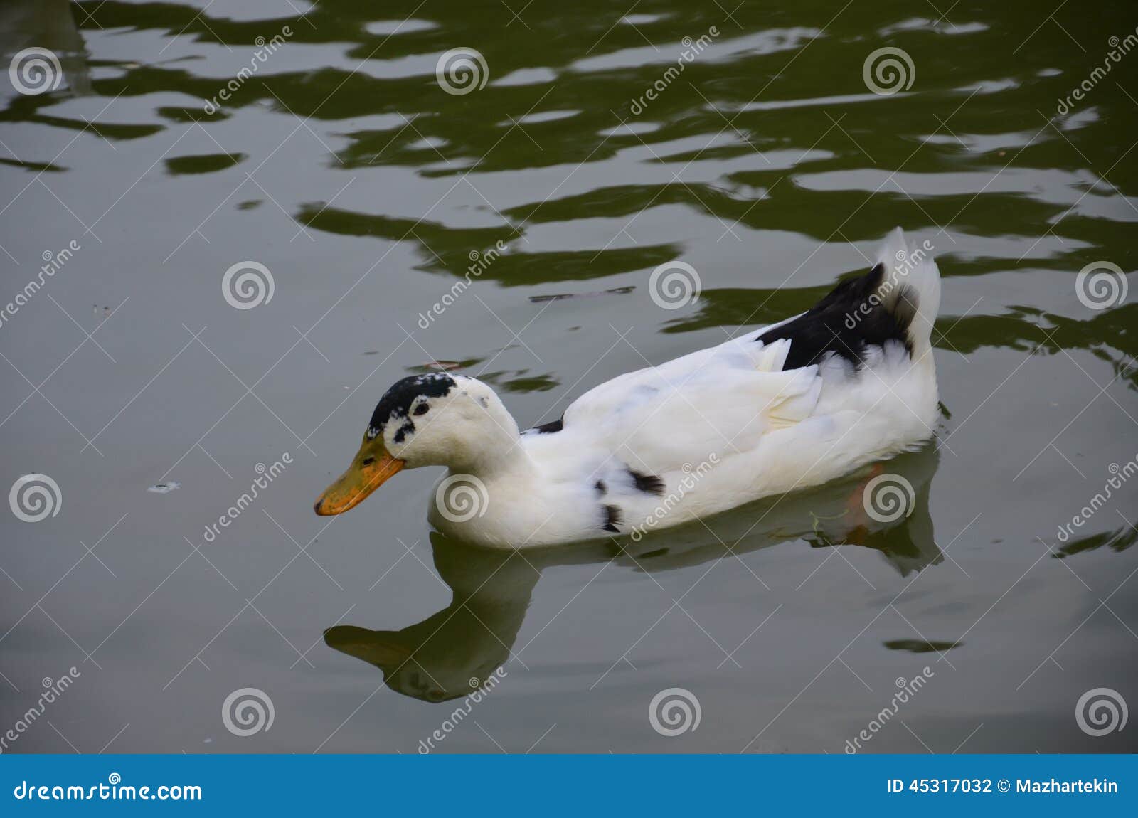 En gullig and arkivfoto. Bild av sjö, gulligt, färg, livligt - 45317032