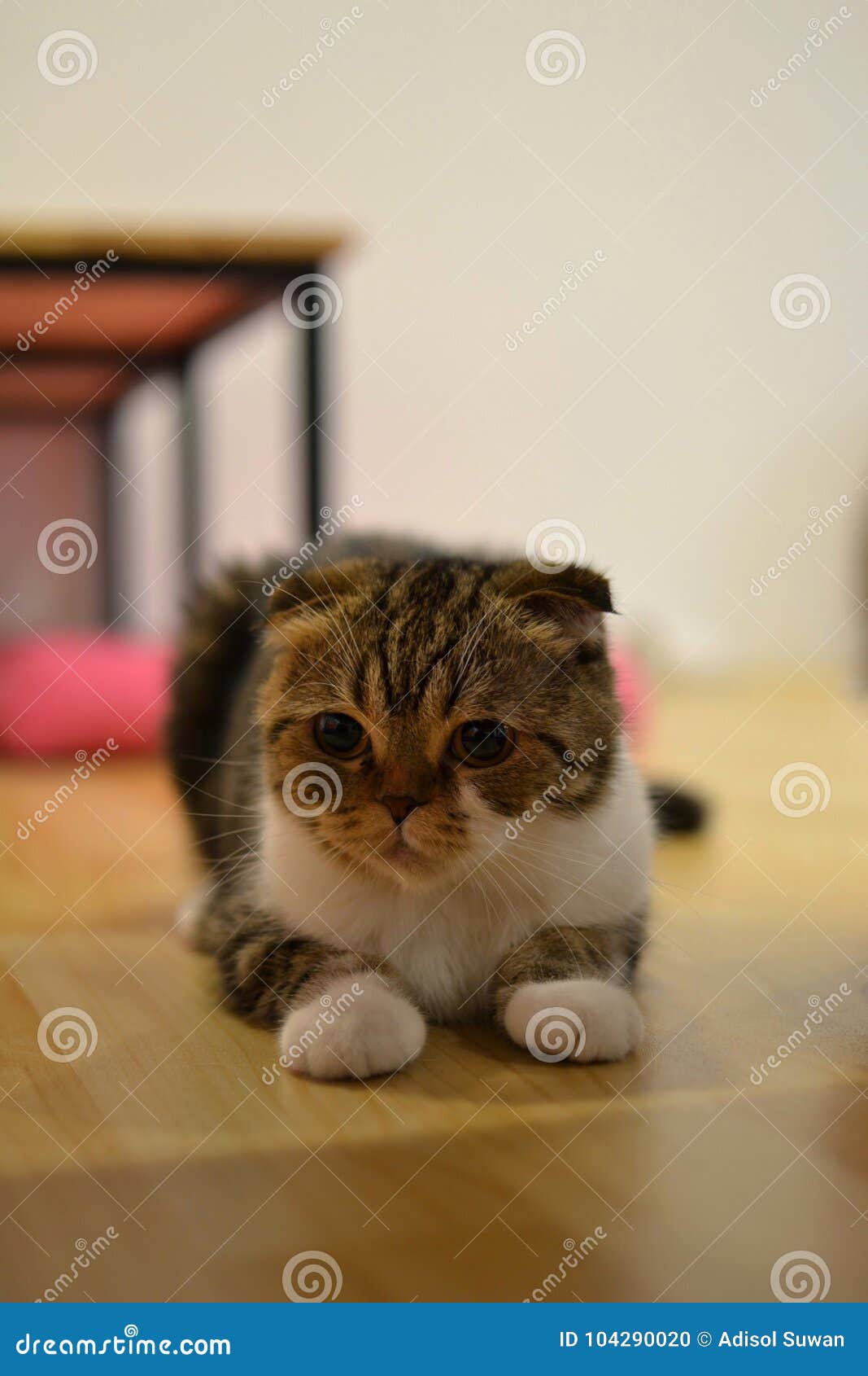 En gullig katt arkivfoto. Bild av gulligt, angus, framsida - 104290020