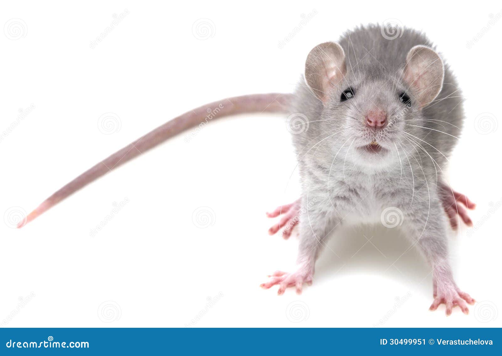 En gullig liten mus fotografering för bildbyråer. Bild av knaprat ...