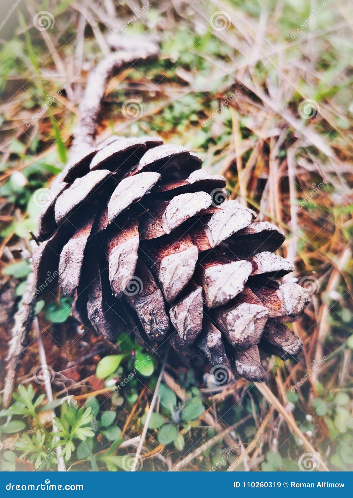 En kotte i skog fotografering för bildbyråer. Bild av gräs - 110260319