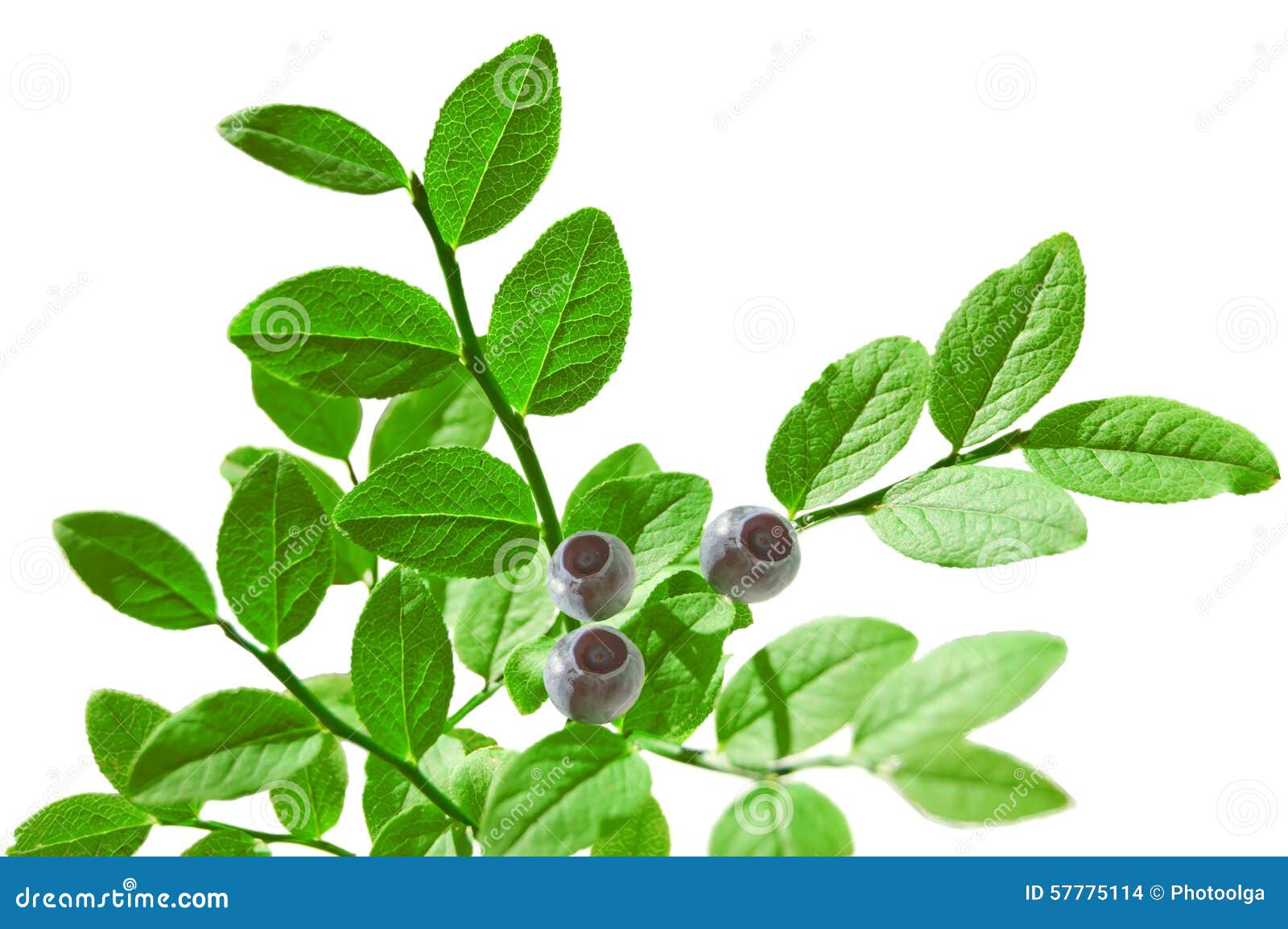 En Kvist Av Isolerade Blåbär Arkivfoto - Bild av isolerat, skog: 57775114