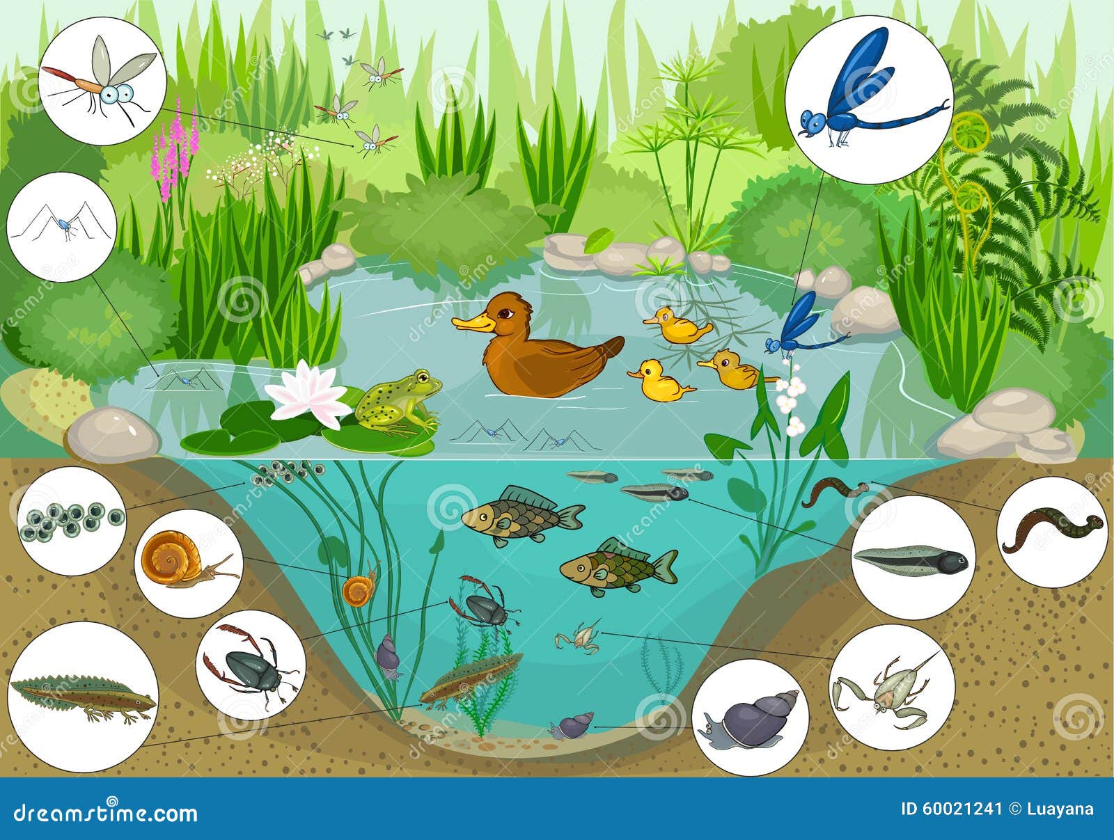 En la charca ilustración del vector. Ilustración de freshwater - 60021241