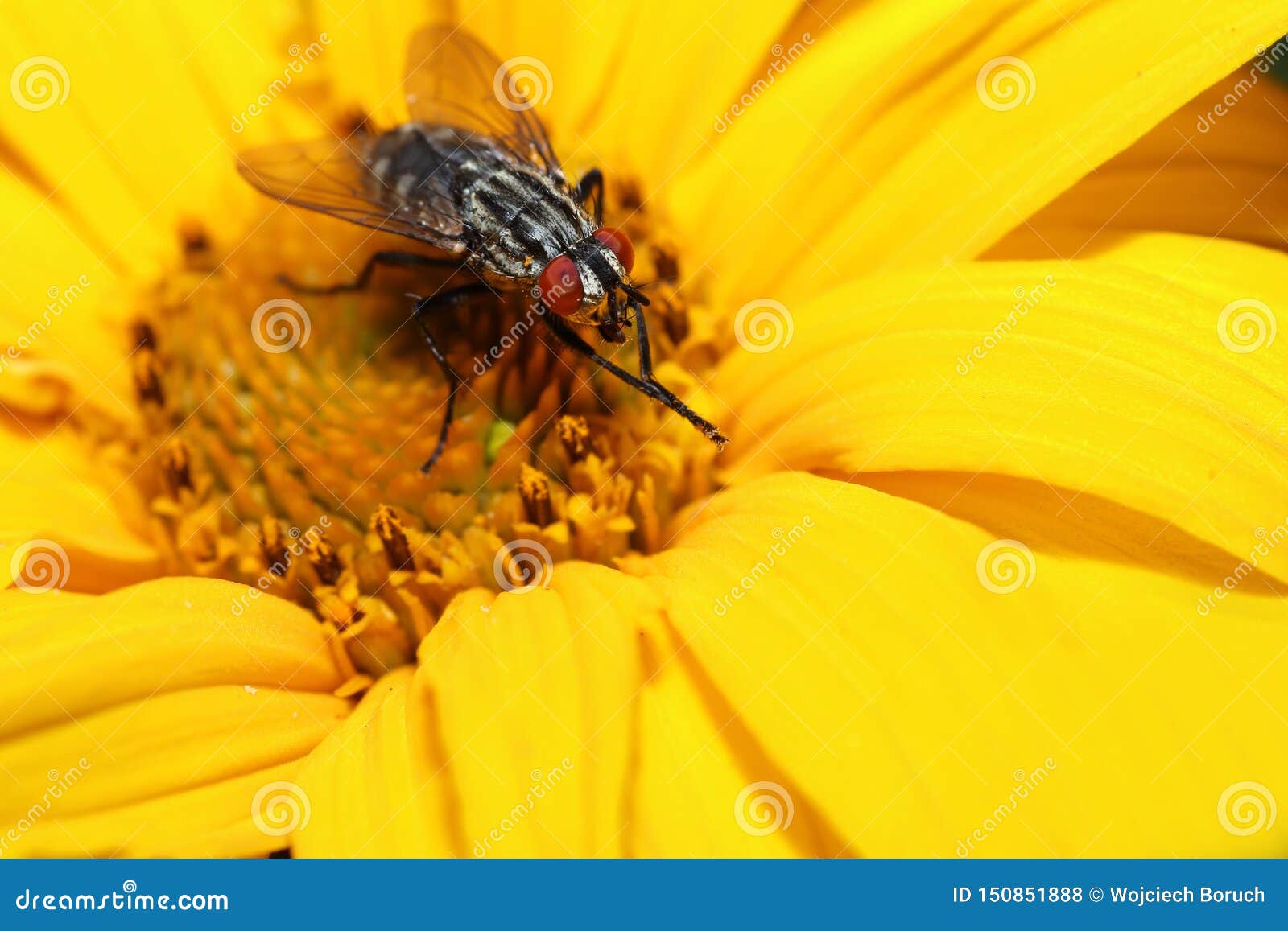 En liten fluga arkivfoto. Bild av litet, zooma, blomma - 150851888