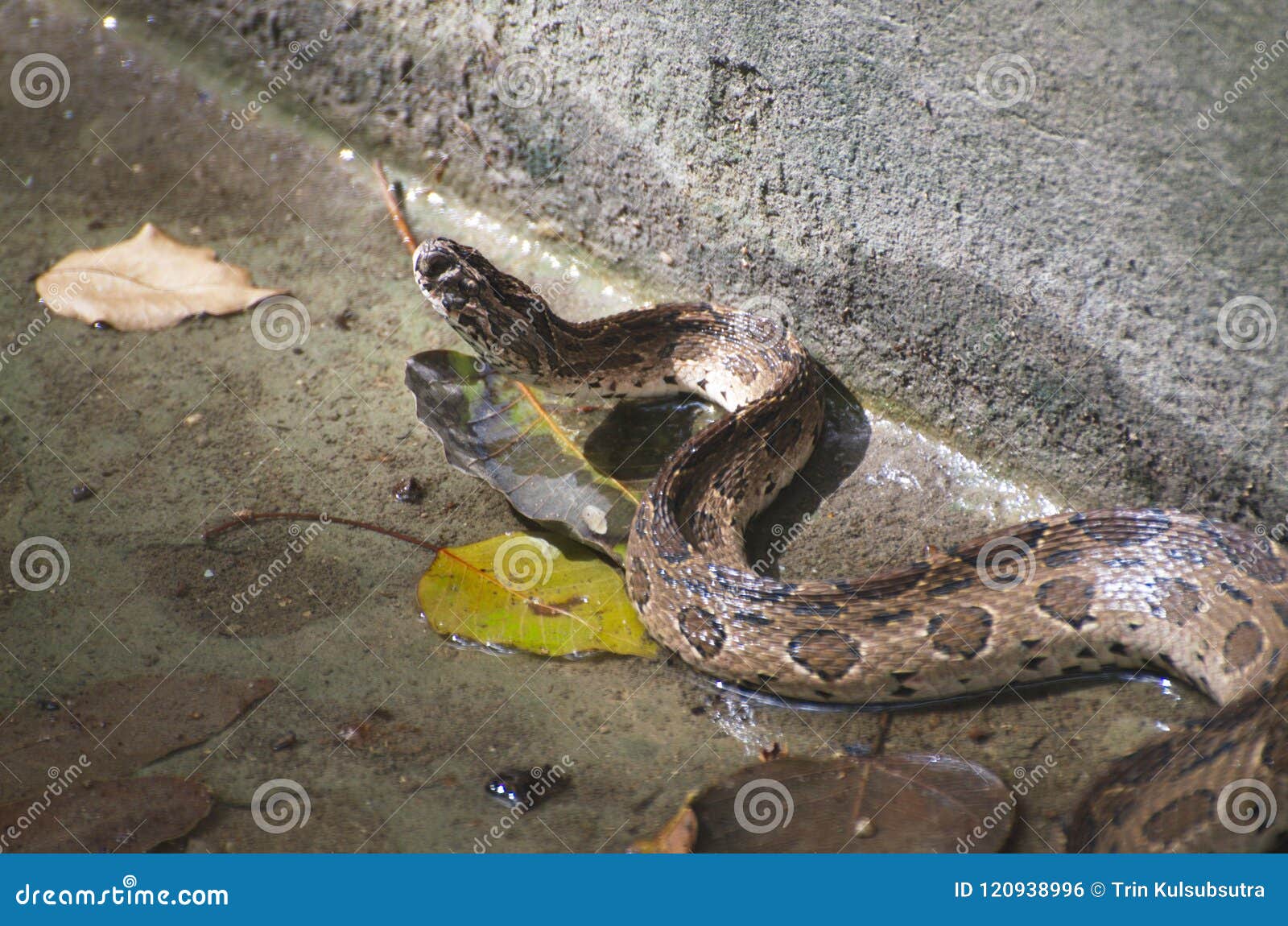 En Liten Orm I Konkreta Damm Arkivfoto - Bild av kobra, tryck: 120938996