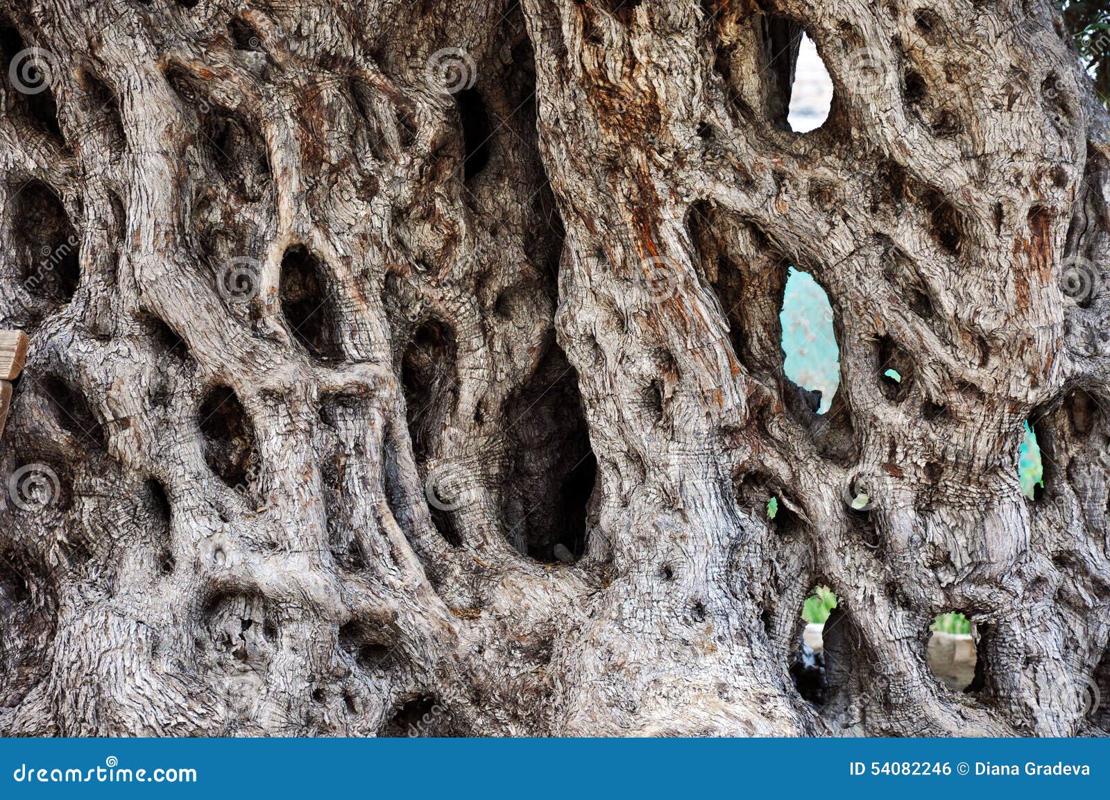 En Stam Av Gamla Olive Tree Arkivfoto - Bild av trä, former: 54082246