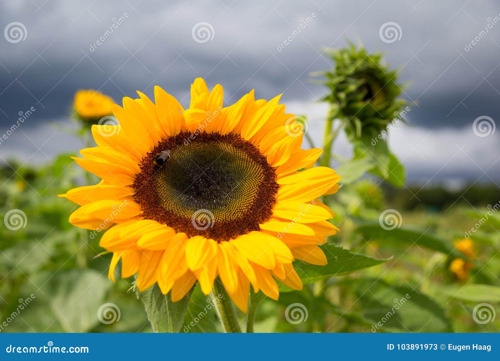 En Stor Solros I En Parkera Fotografering för Bildbyråer - Bild av löv ...