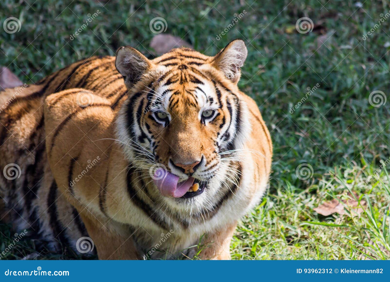 En Stor Tiger Ser Mig Direkt Arkivfoto - Bild av odjur, katt: 93962312