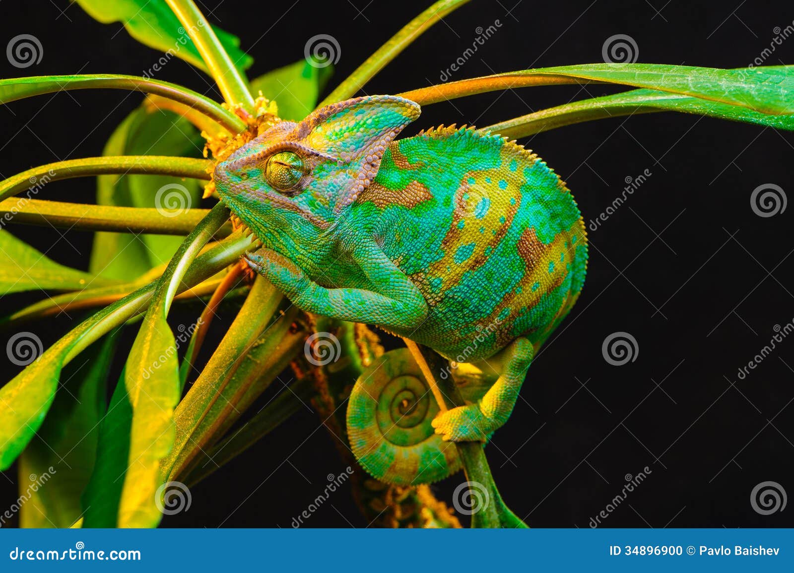 En Yemen kameleont arkivfoto. Bild av reptilar, objekt - 34896900