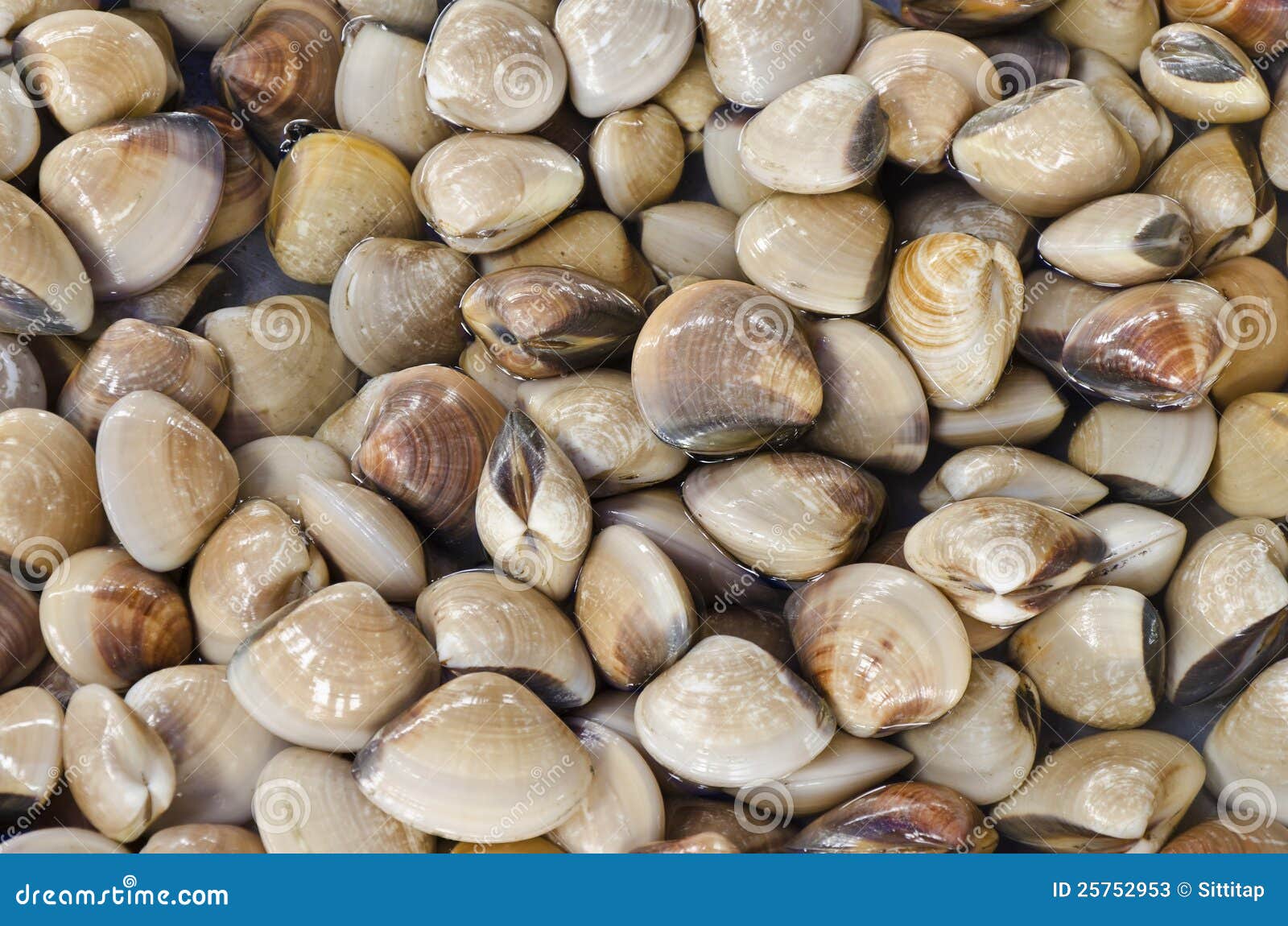 Enamel Venus Shell stock image. Image of marine, life - 25752953