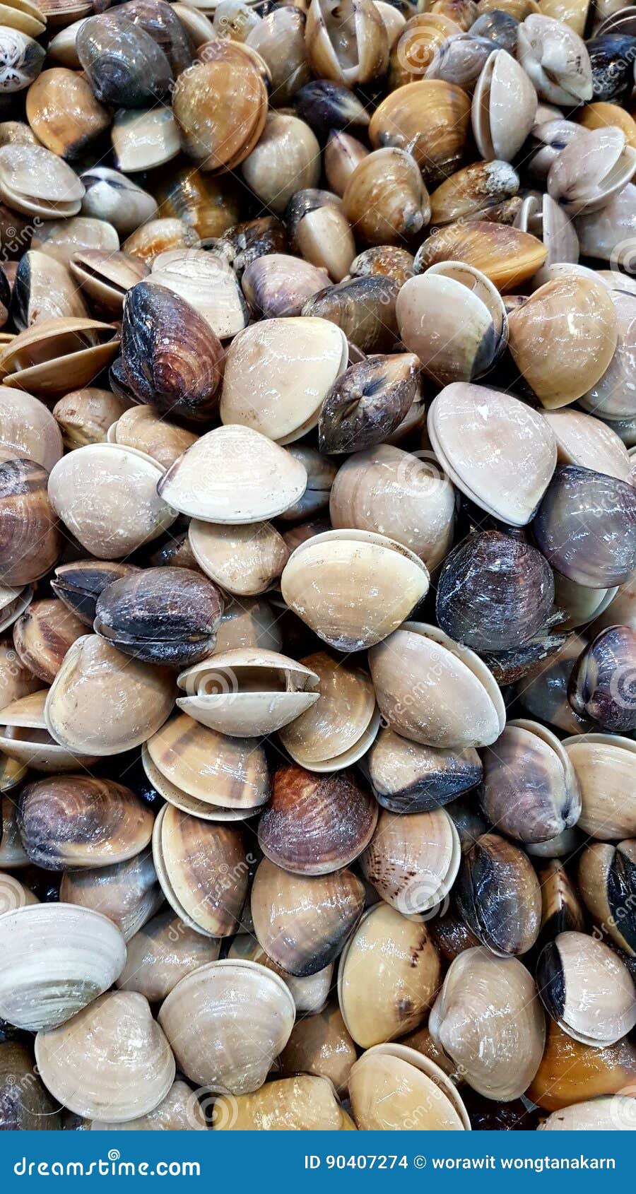 ENAMEL VENUS SHELL stock photo. Image of heap, venus - 90407274