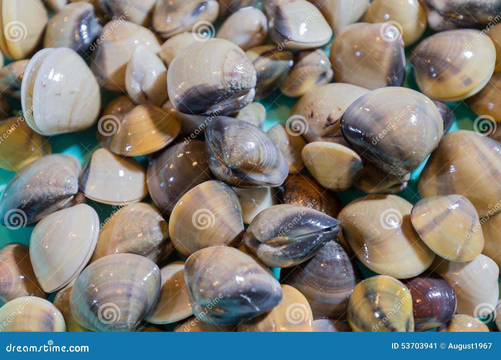 ENAMEL VENUS SHELL stock image. Image of kitchen, asian - 53703941
