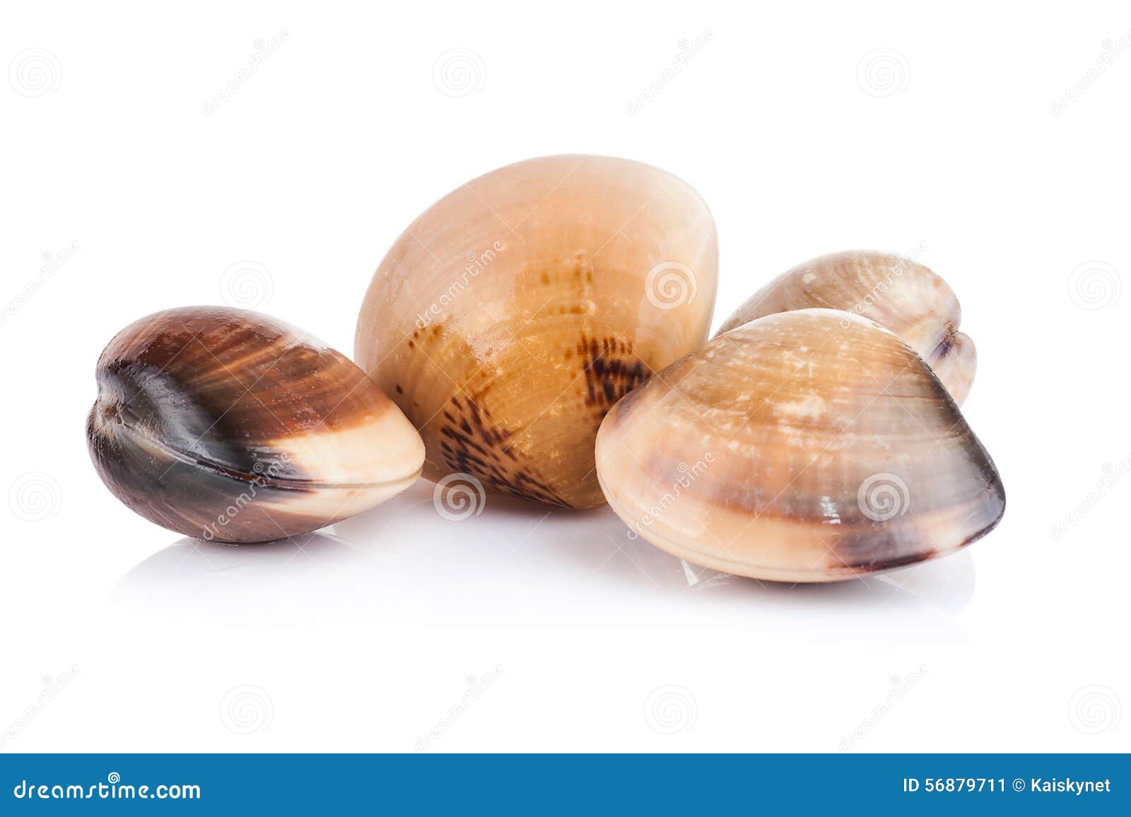 Enamel Venus Shell on a White Background Stock Image - Image of ...