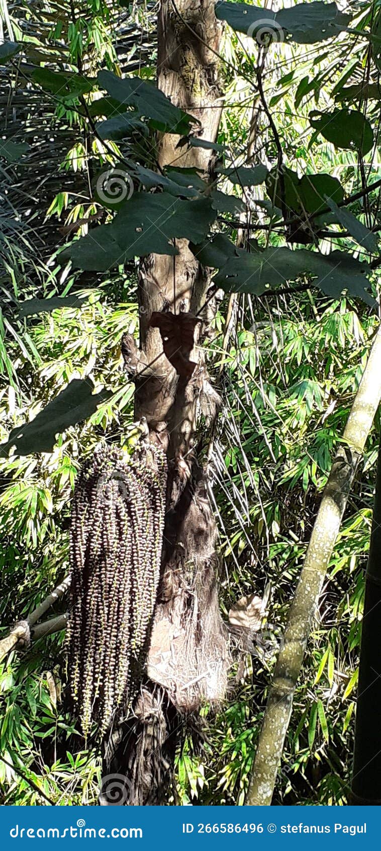 Enau Tree Stock Photos - Free & Royalty-Free Stock Photos from Dreamstime