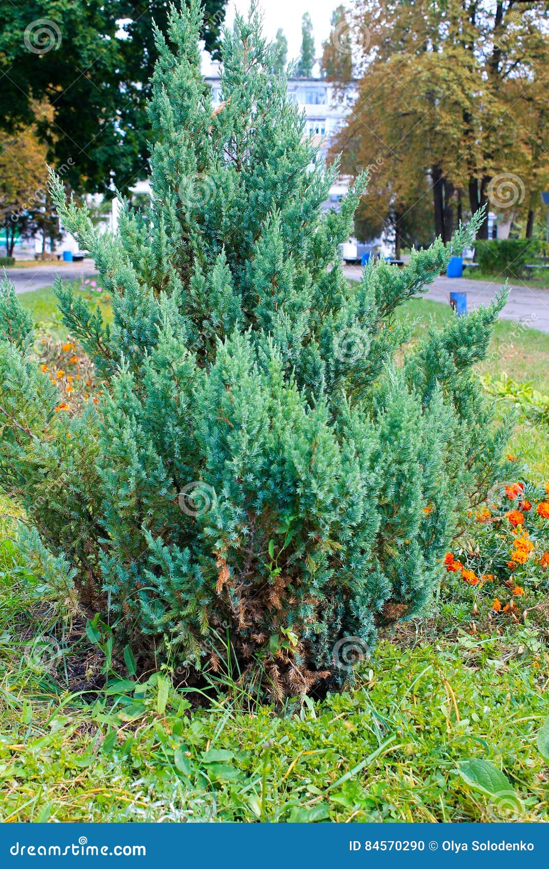 Enbuske i en parkera arkivfoto. Bild av landskap, naturligt - 84570290