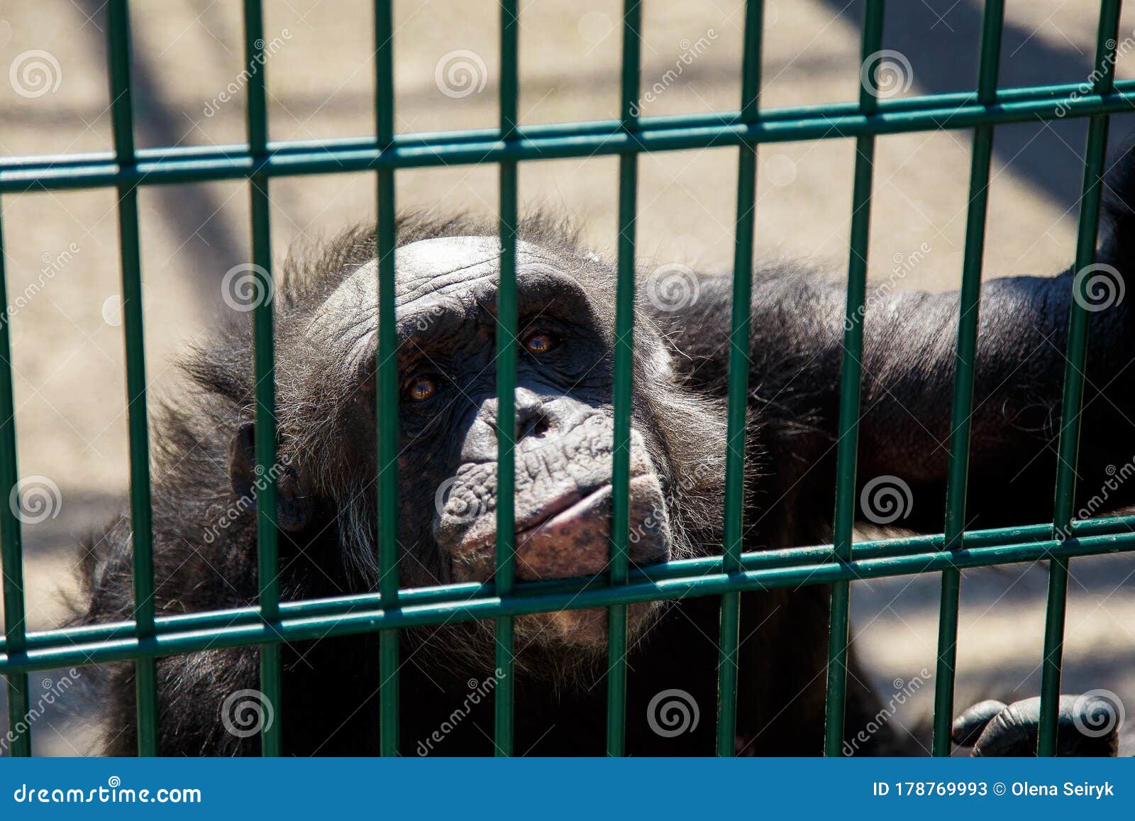 Chimpanzee Monkey in Zoo. Mammal Looking through Bars Stock Image ...