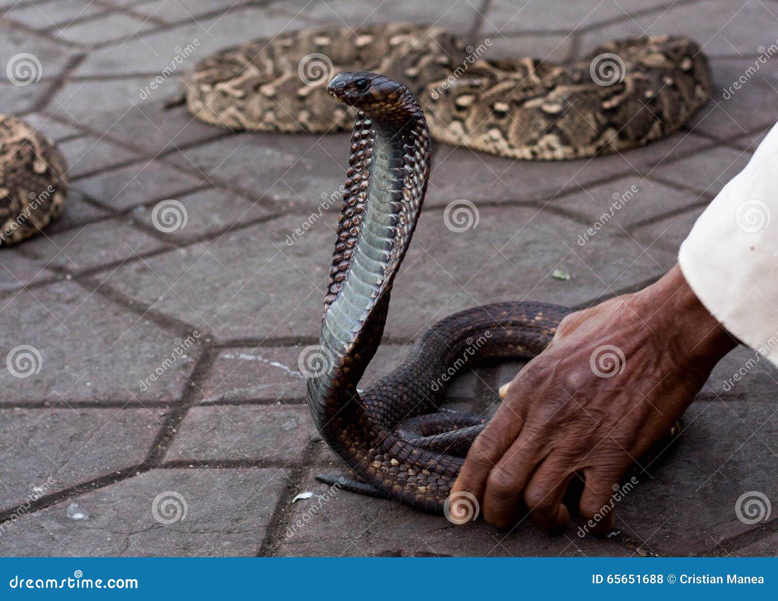 Encantador De Serpiente Que Maneja Una Cobra Foto de archivo - Imagen ...