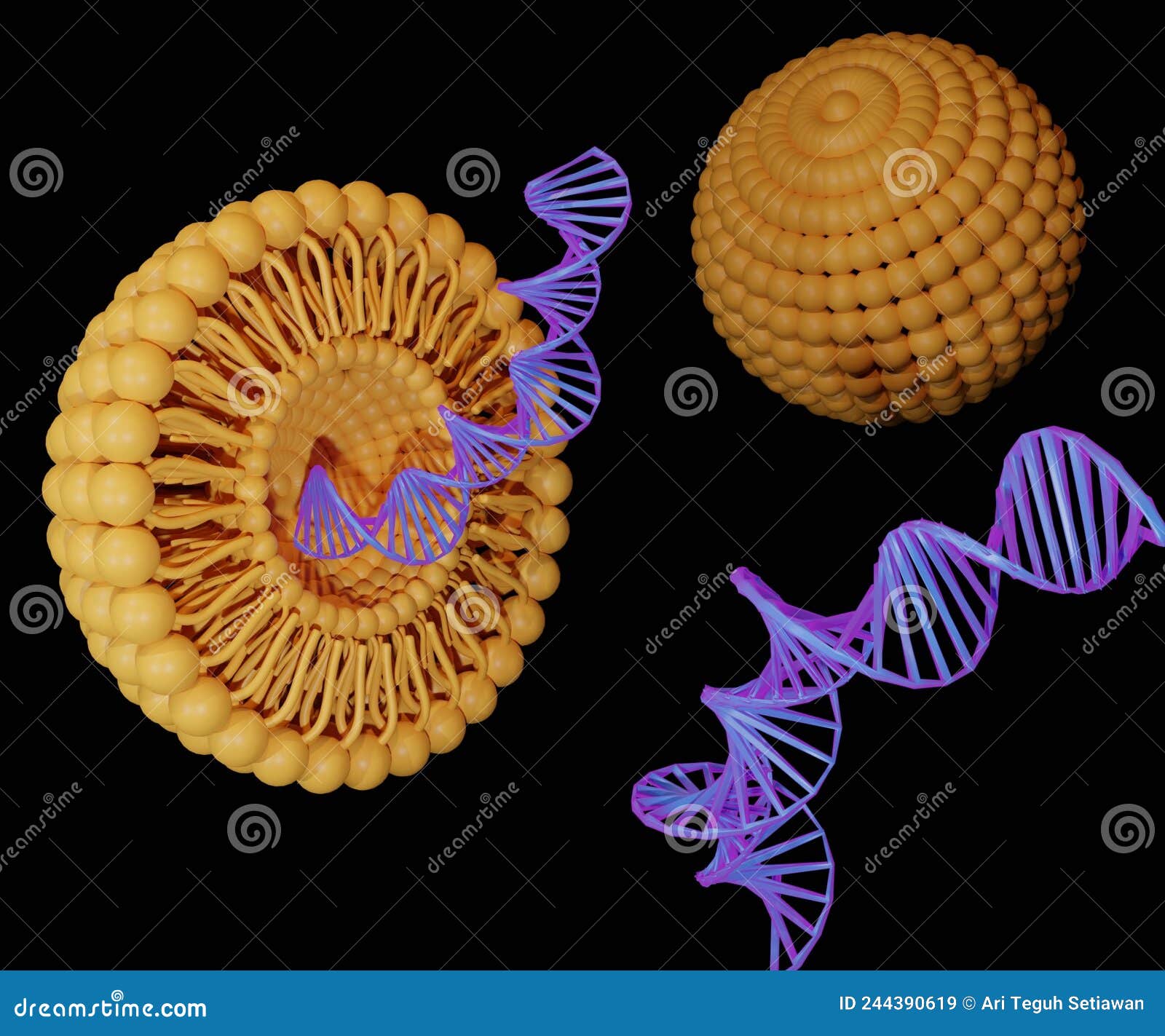 Encapsulation of the DNA within Liposomes Would Be Useful for Practical ...