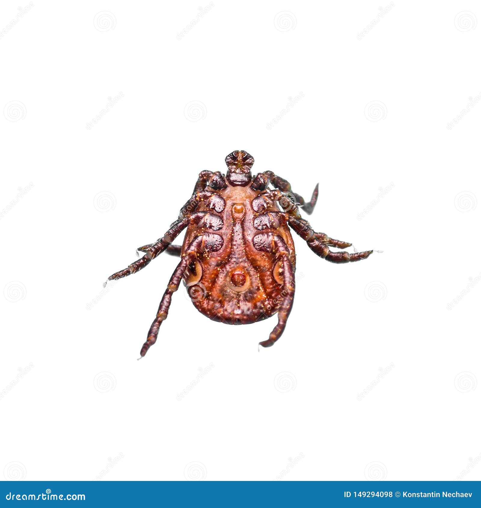 Encephalitis or Lyme Virus Infected Tick Insect Isolated on White Stock ...