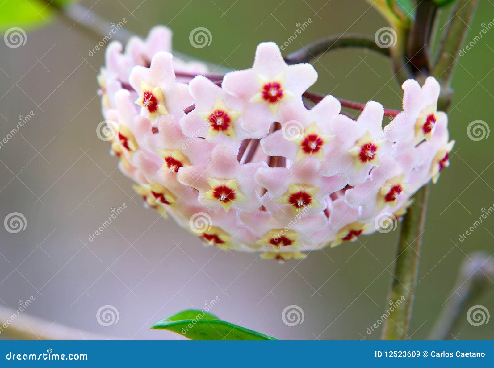 Encere la flor imagen de archivo. Imagen de porcelana - 12523609
