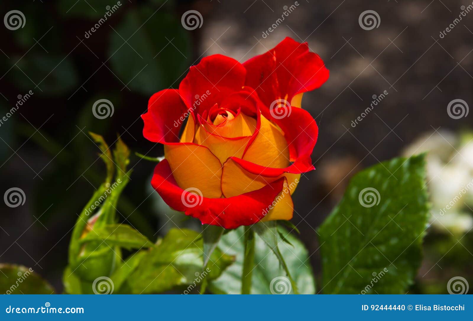 Enchanted Bi-colored Rose Red and Yellow Stock Photo - Image of green ...