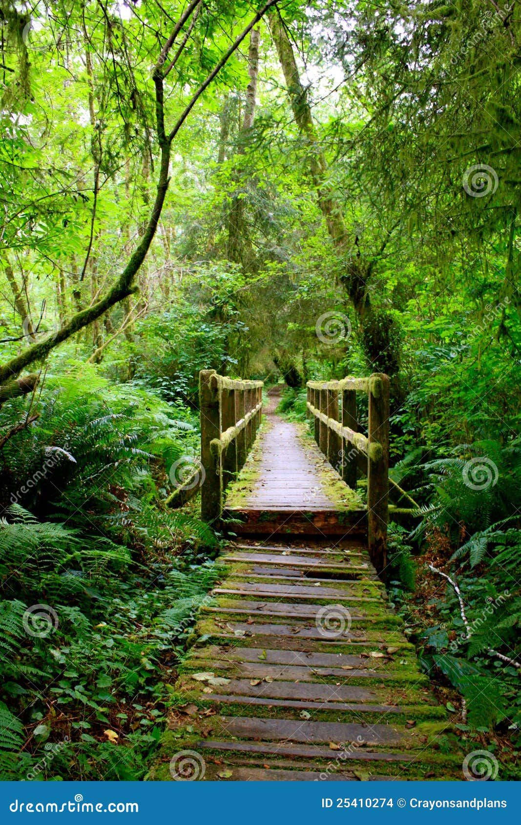 Enchanted bridge stock photo. Image of foliage, green - 25410274