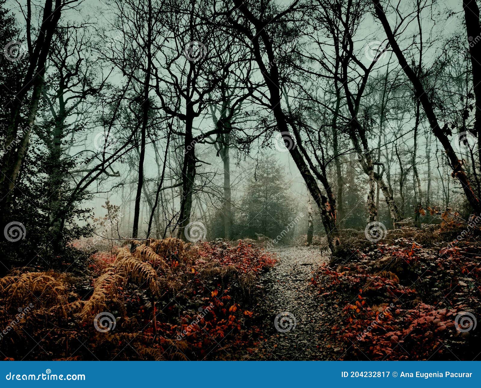 Enchanted Dark Forest in Deep Fog Stock Image - Image of autumn, branch ...