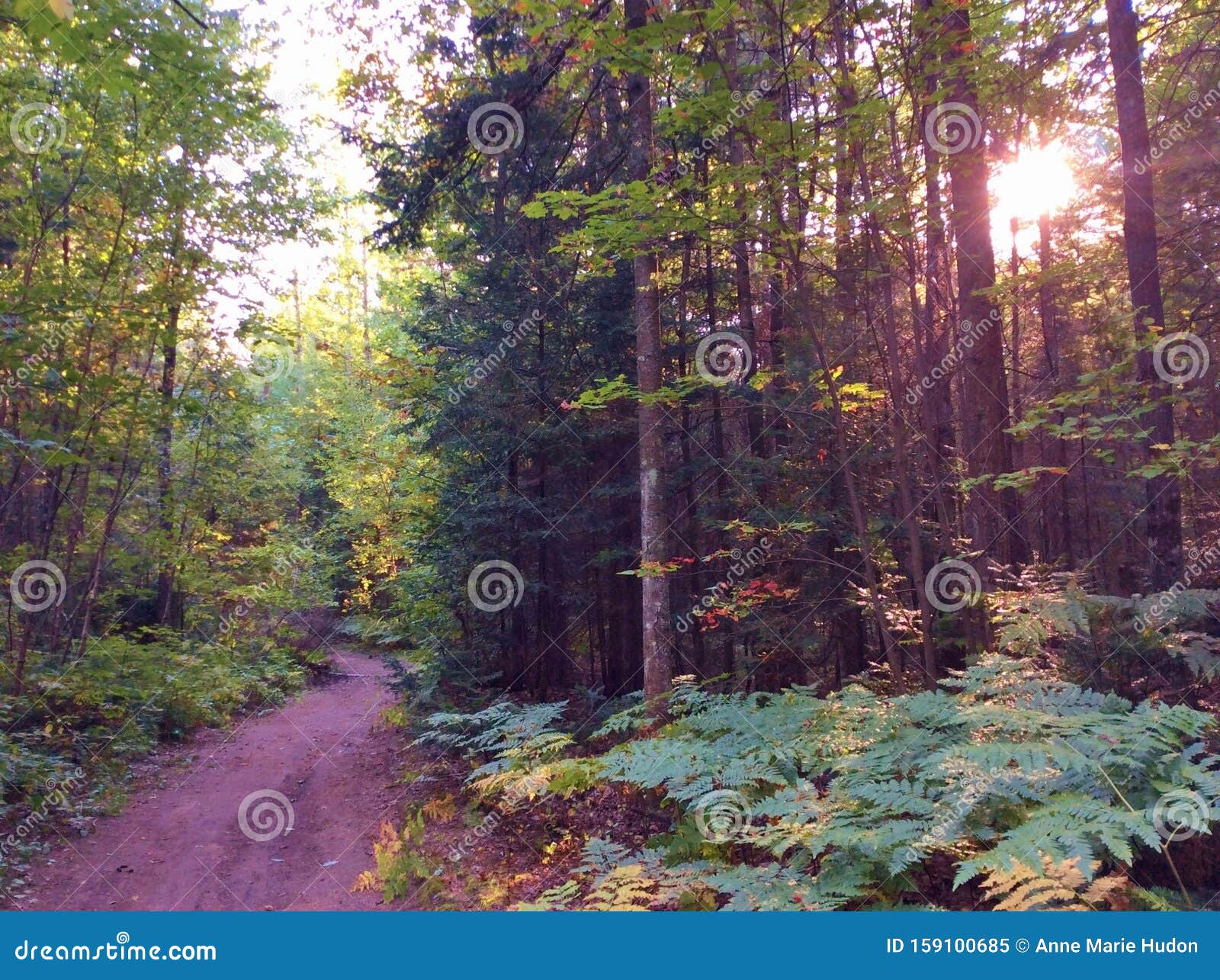 Enchanted Fall Forest stock image. Image of trees, purple - 159100685