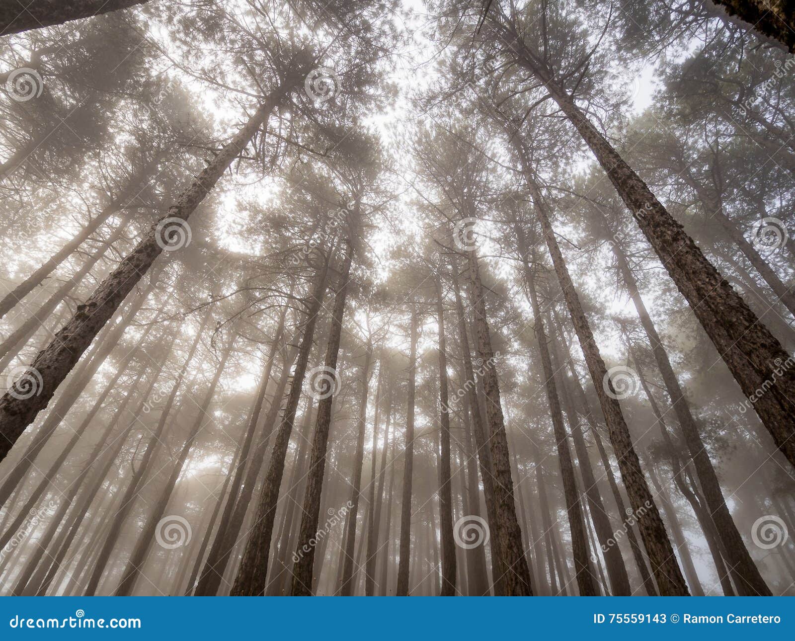 3,826 Fantasy Pines Stock Photos - Free & Royalty-Free Stock Photos ...