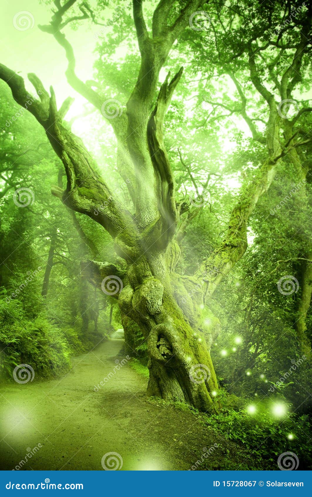 Enchanted Forest stock image. Image of nature, beam, scene - 15728067