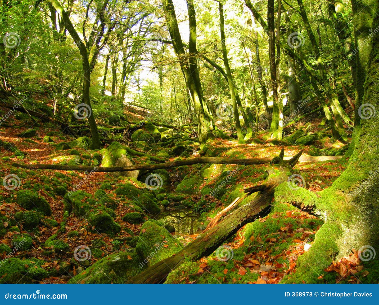 The Enchanted Forest stock photo. Image of kingdom, christopher - 368978