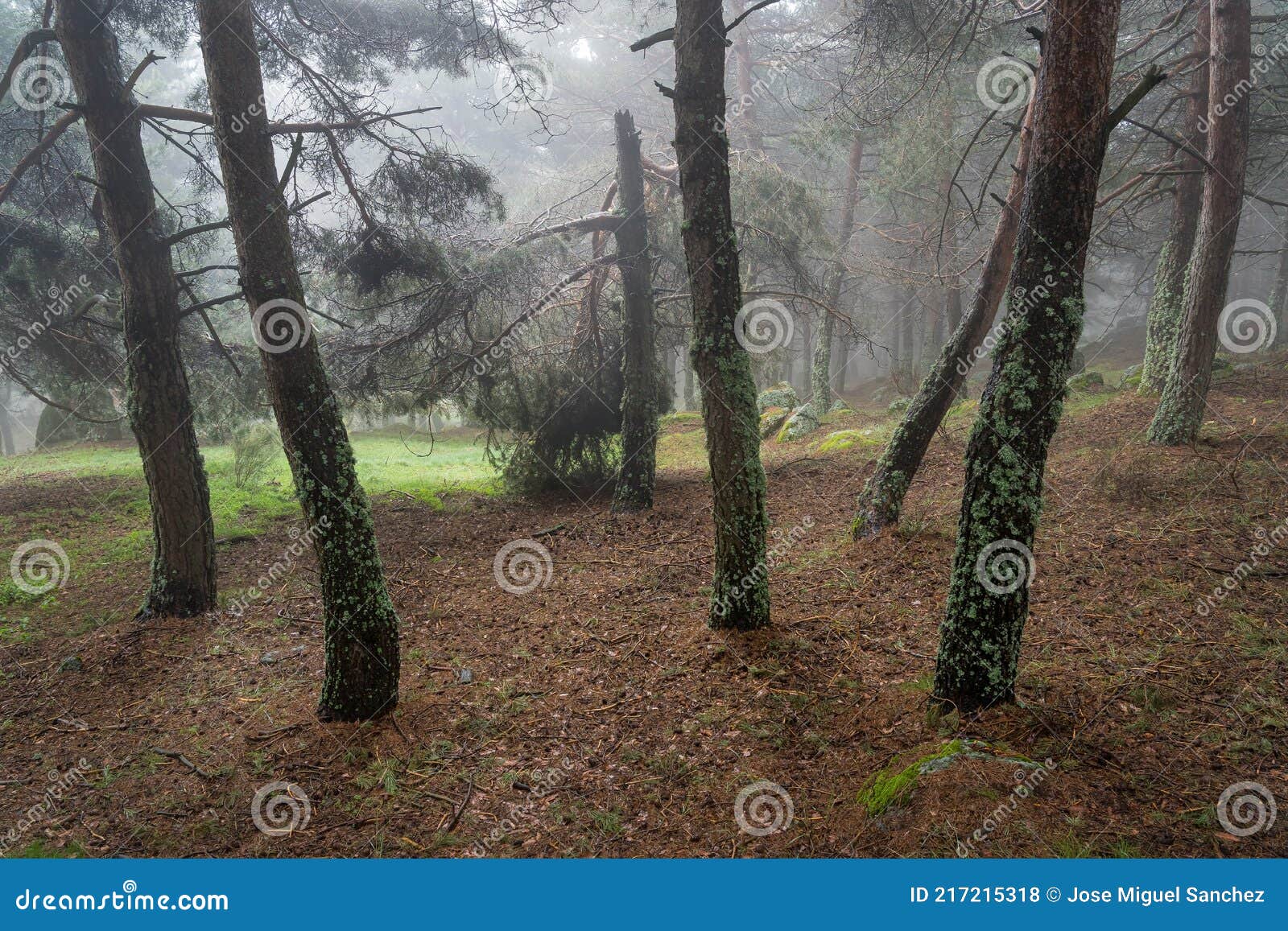 Enchanted Forest Environment with Clearing between the Trees and ...